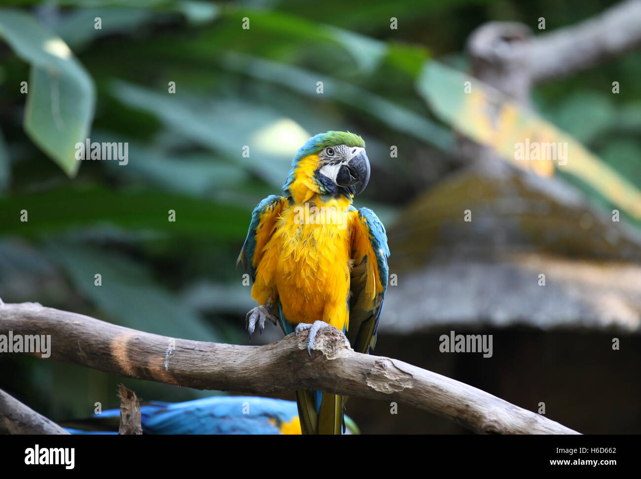 Bright multi-colored parrots sit on a branch, Thailand, Southeast Asia ...