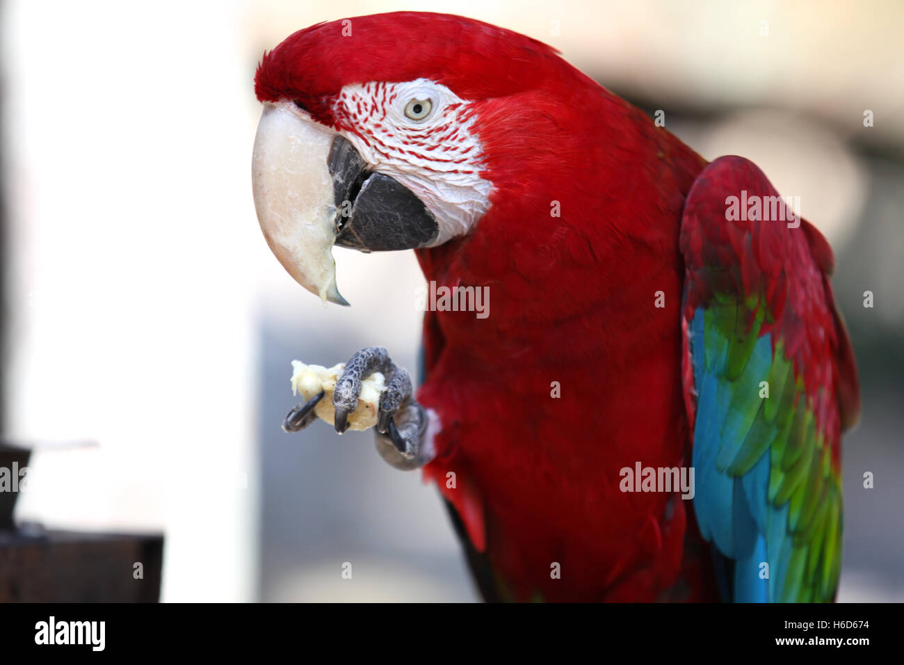 Bright multi-colored parrots sit on a branch, Thailand, Southeast Asia ...