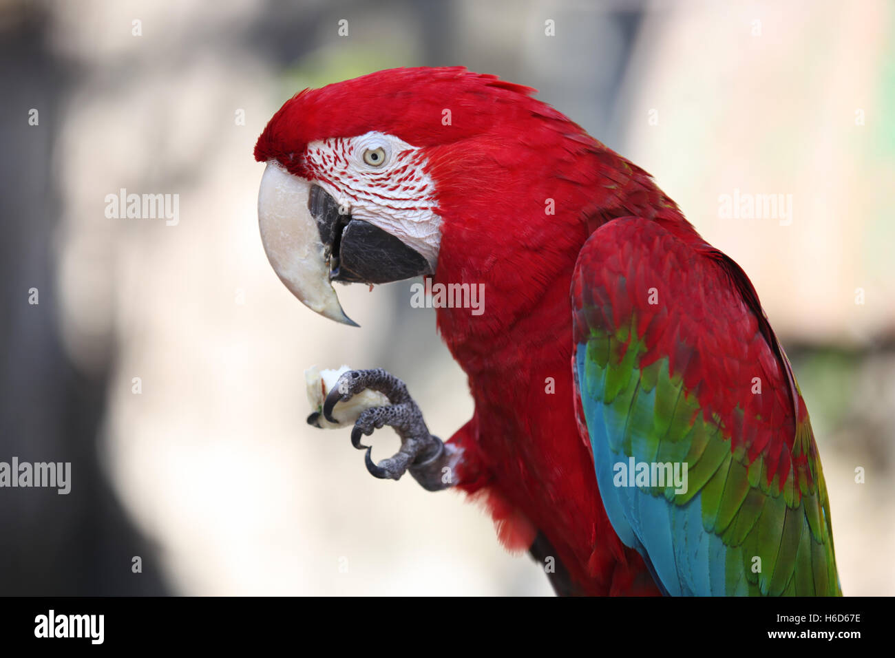 Bright multi-colored parrots sit on a branch, Thailand, Southeast Asia ...
