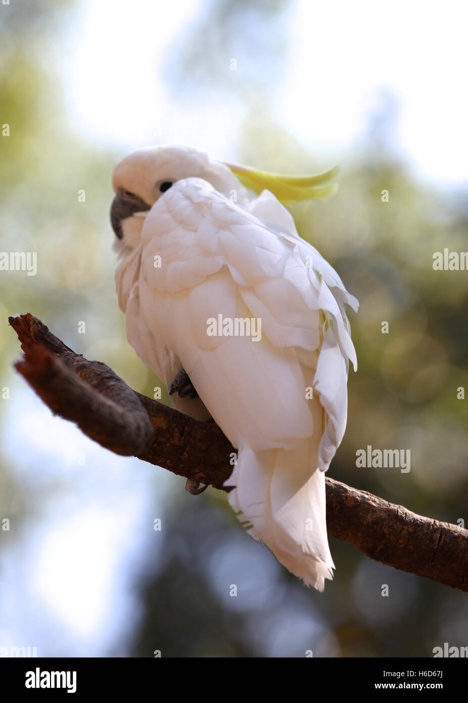 Bright multi-colored parrots sit on a branch, Thailand, Southeast Asia ...