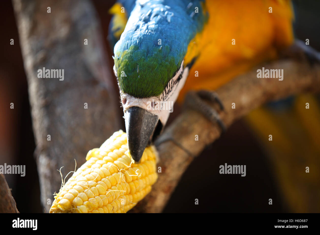 Bright multi-colored parrots sit on a branch, Thailand, Southeast Asia ...