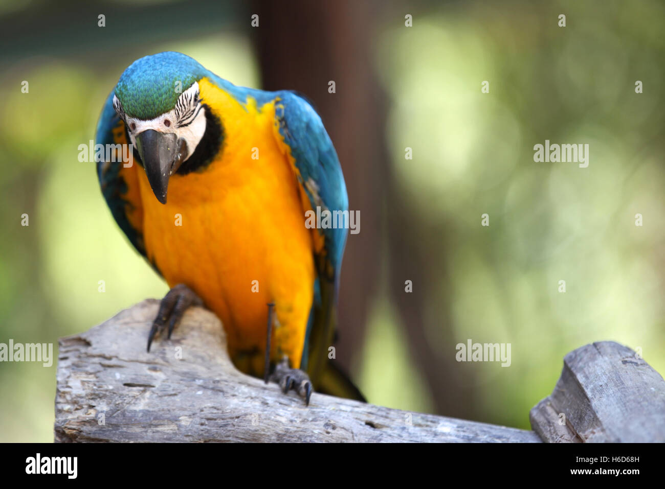 Bright multi-colored parrots sit on a branch, Thailand, Southeast Asia ...
