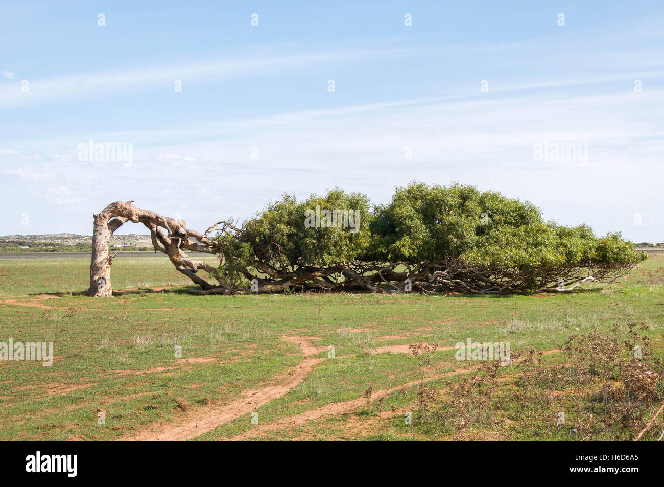 The unique leaning tree of Greenough with a bent trunk in horizontal ...