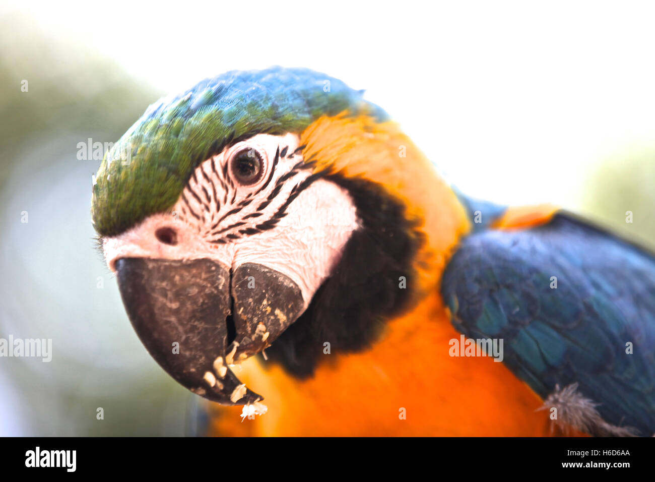 Bright multi-colored parrots sit on a branch, Thailand, Southeast Asia ...