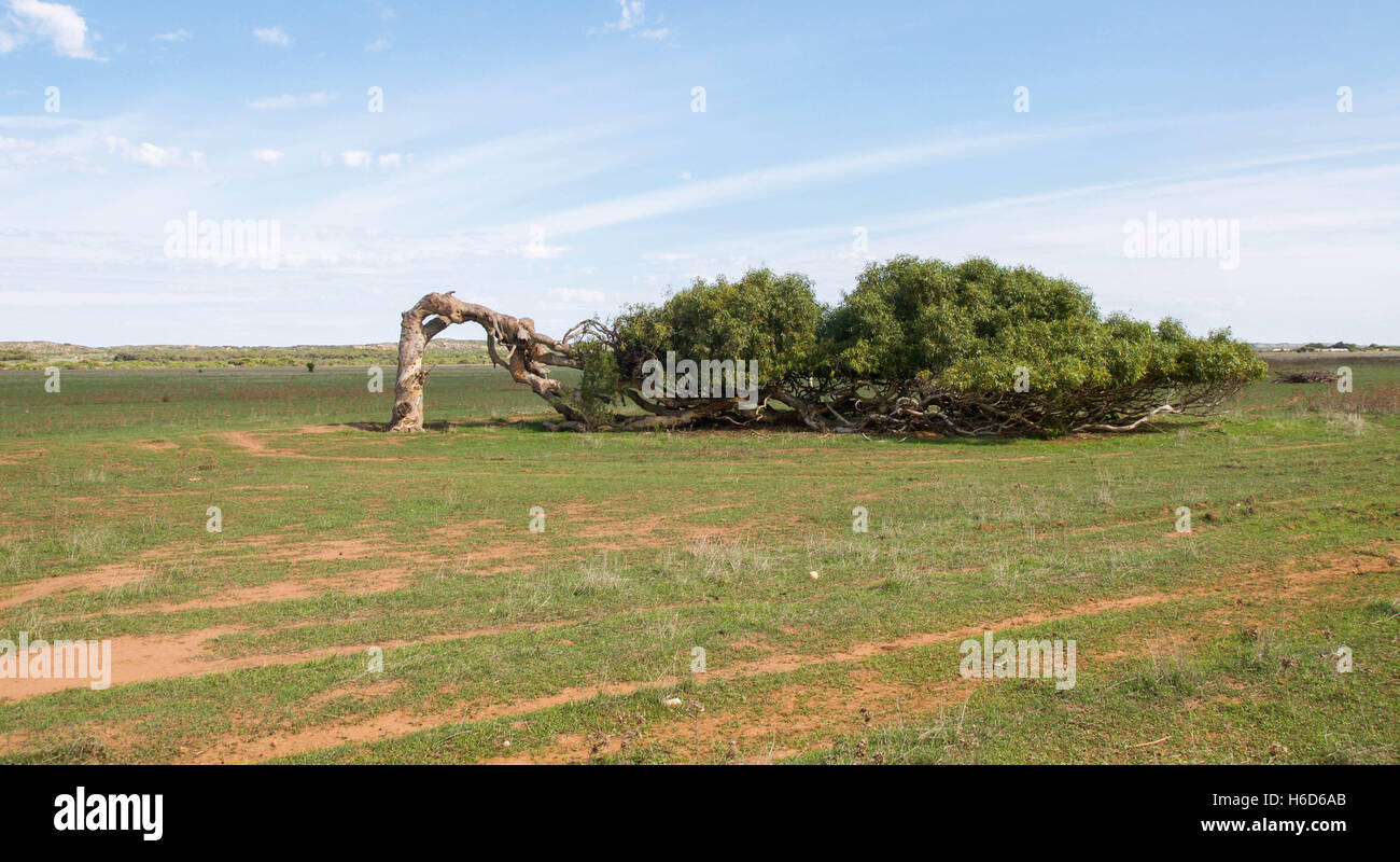 Greenough leaning hi-res stock photography and images - Alamy