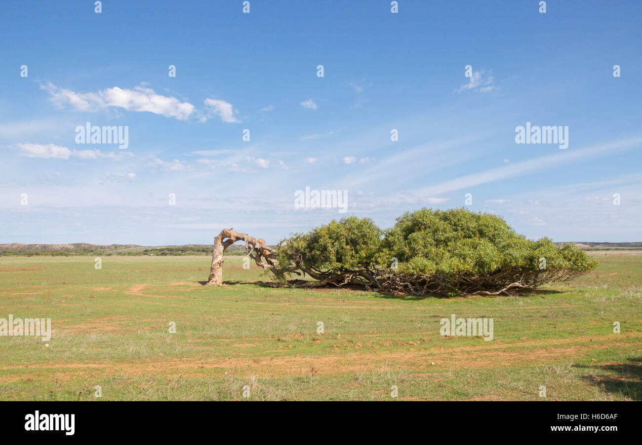 The unique leaning tree of Greenough with a bent trunk in horizontal ...