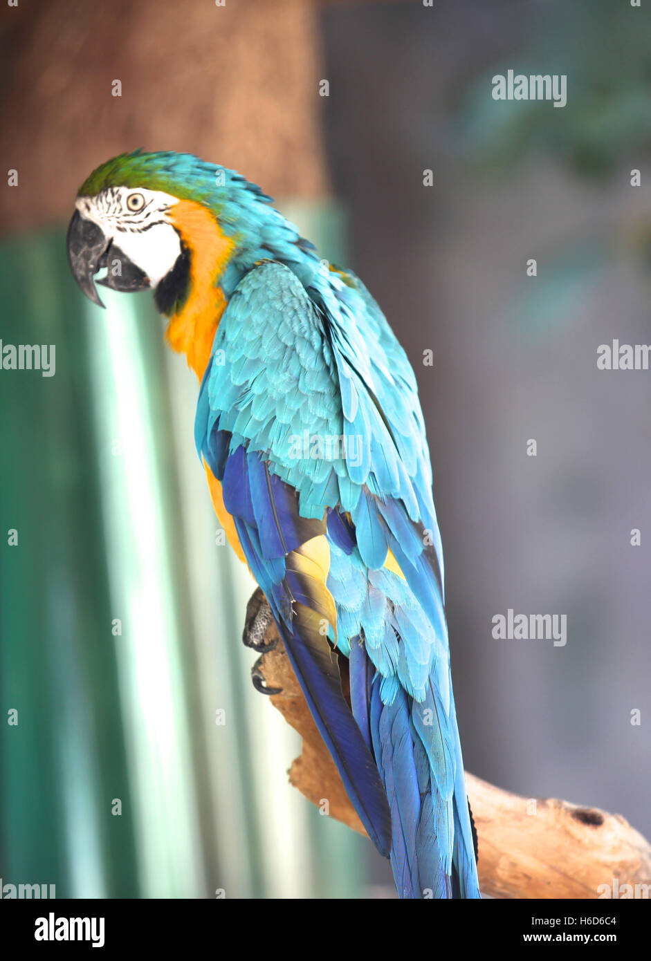 Bright multi-colored parrots sit on a branch, Thailand, Southeast Asia ...