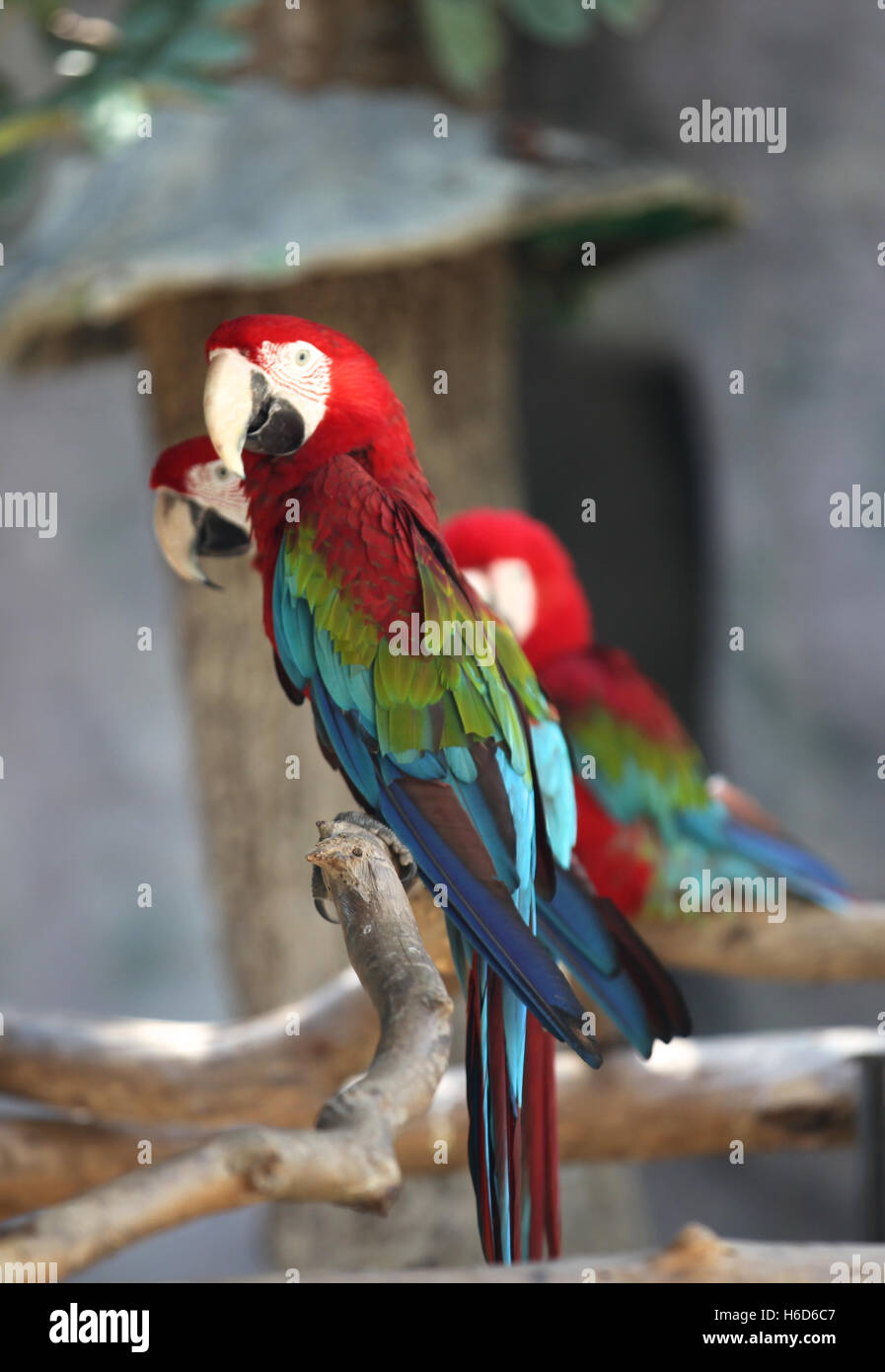 Bright multi-colored parrots sit on a branch, Thailand, Southeast Asia ...
