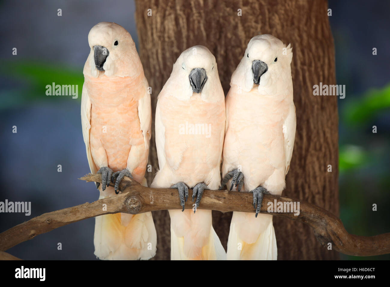 Bright multi-colored parrots sit on a branch, Thailand, Southeast Asia ...