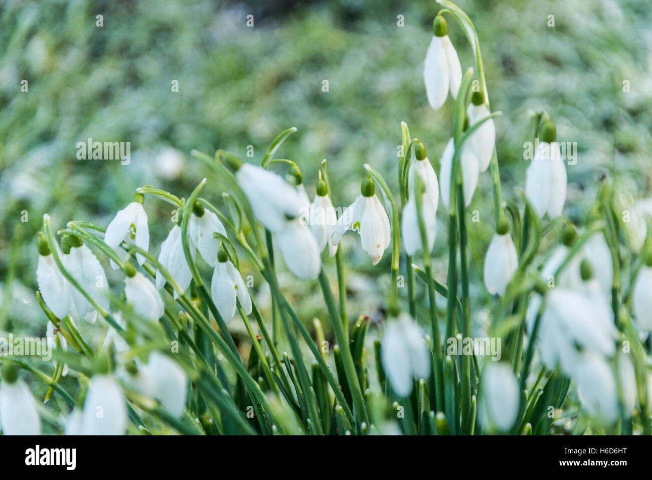 Snowdrop with water droplets hi-res stock photography and images - Alamy