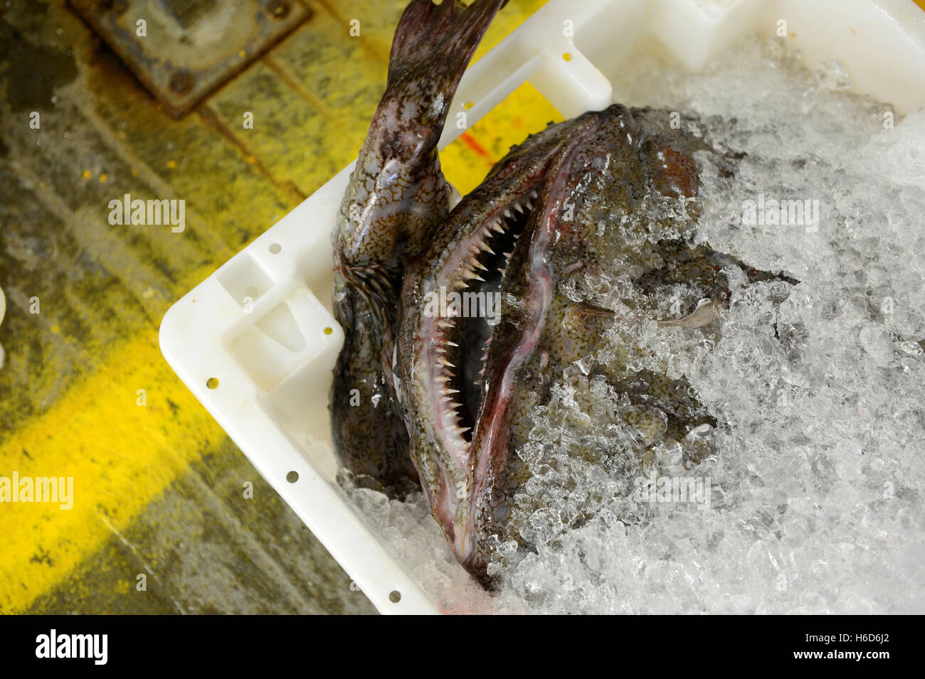 Fish landings and catch at the Lerwick fish market in Shetland Islands ...