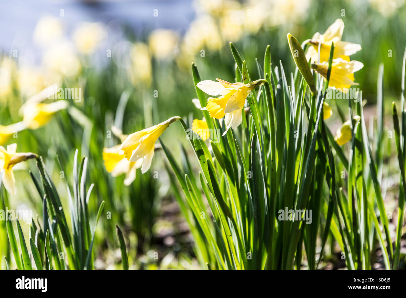 Wild daffodil (Narcissus pseudonarcissus Stock Photo - Alamy