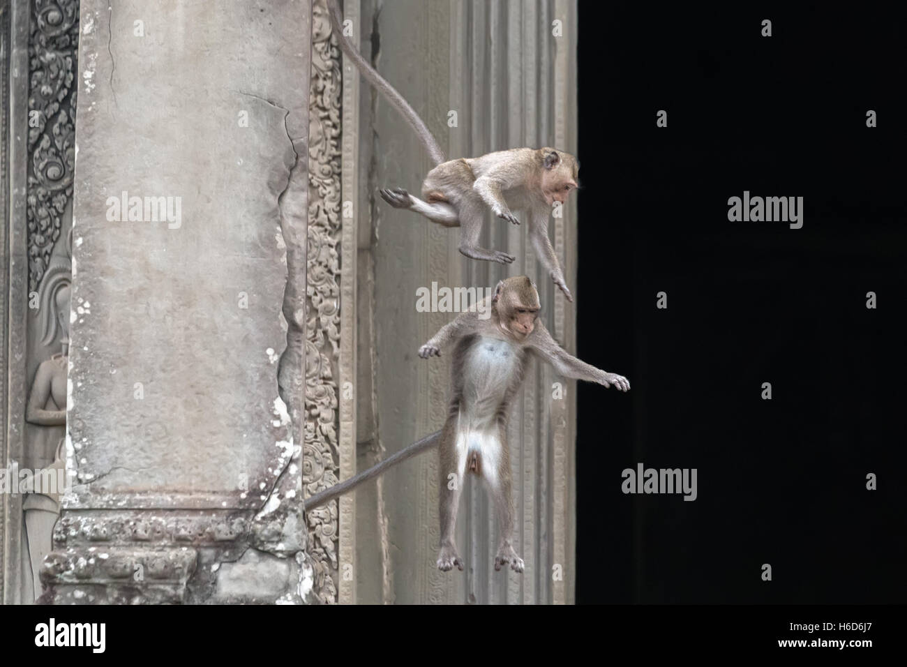 Jumping, Long-Tailed Macaques, aka crab-eating macaque, Macaca ...