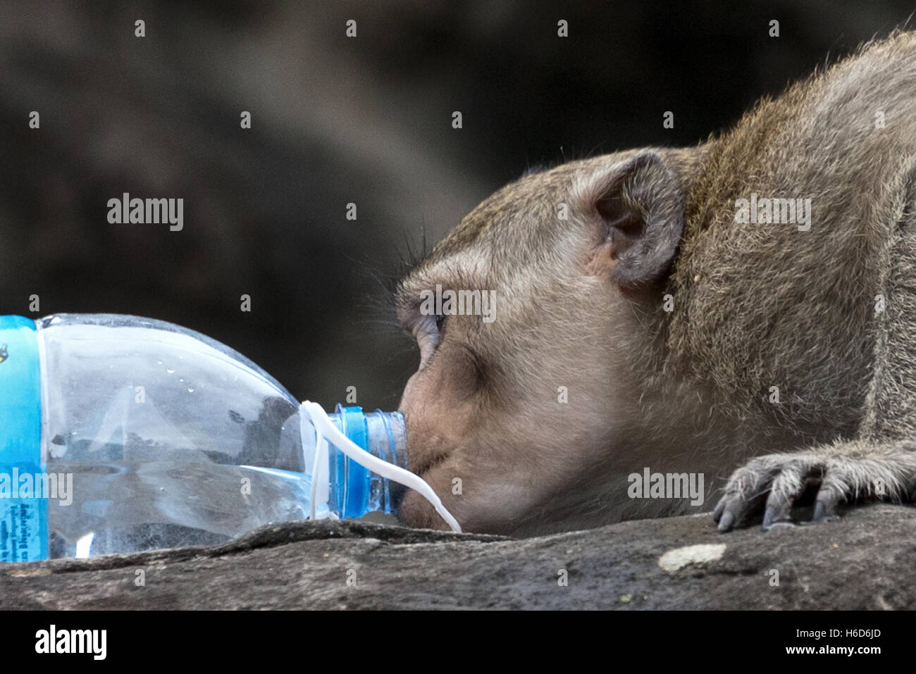 Drinking from a dropped water bottle, Long-Tailed Macaques, aka crab ...