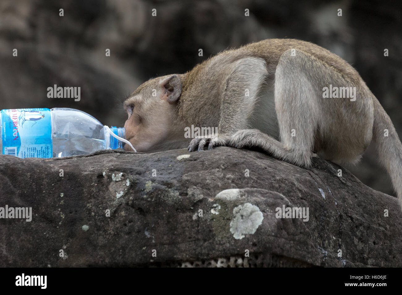 Monkey drinking water from bottle hi-res stock photography and images ...