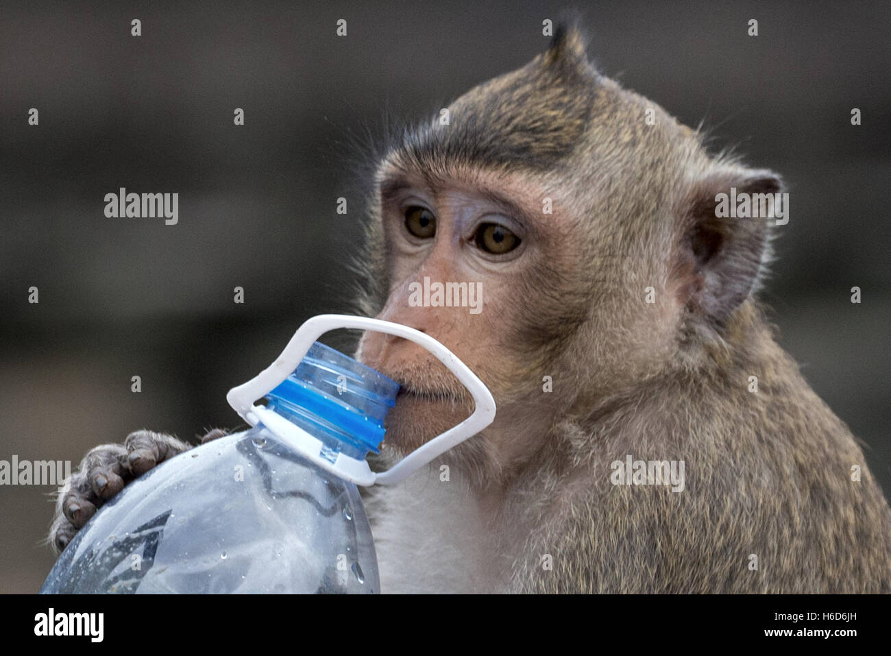 Drinking from a dropped water bottle, Long-Tailed Macaques, aka crab ...