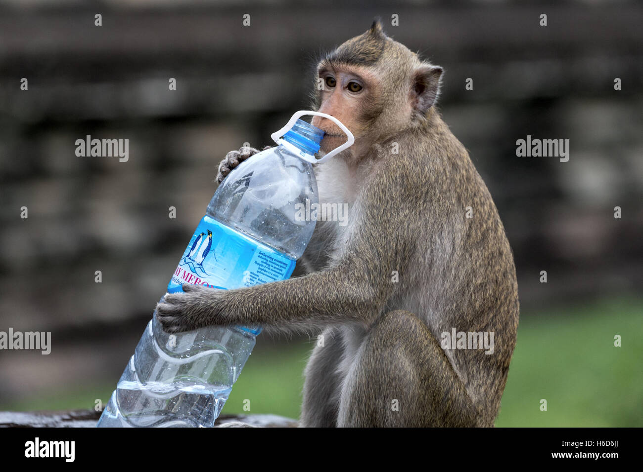 Drinking from a dropped water bottle, Long-Tailed Macaques, aka crab ...