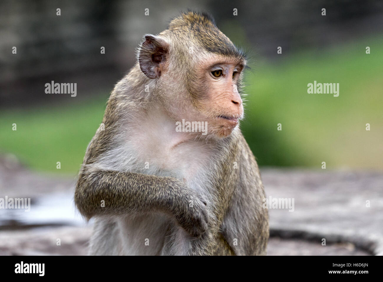 Long-Tailed Macaques, aka crab-eating macaque, Macaca fascicularis ...