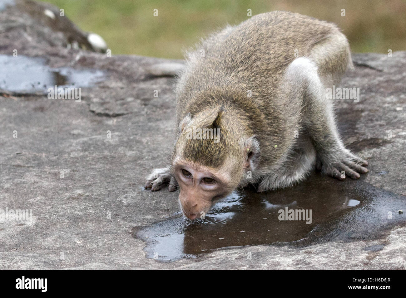 Drinking spilt water, Long-Tailed Macaques, aka crab-eating macaque ...