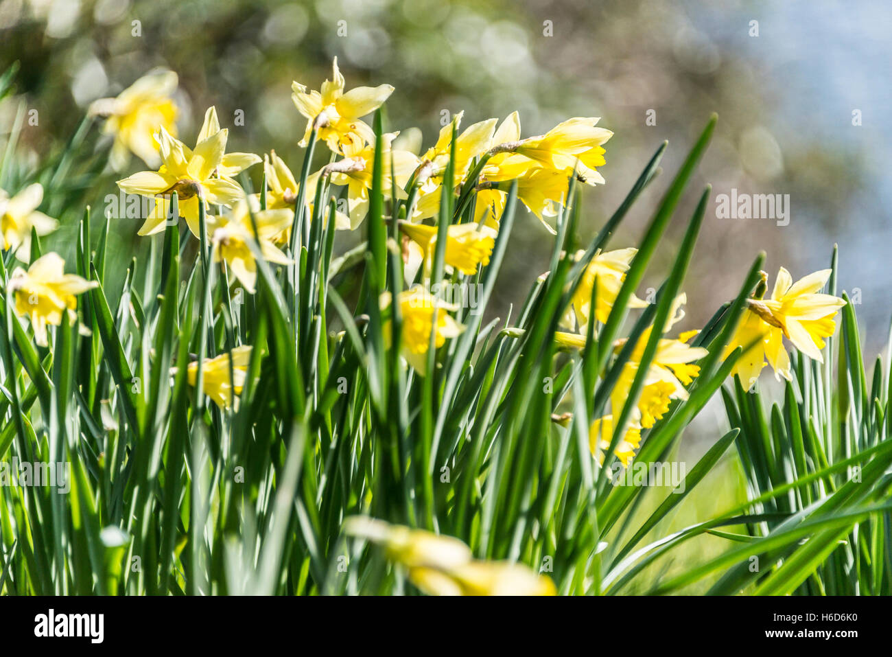 Wild daffodil (Narcissus pseudonarcissus Stock Photo - Alamy