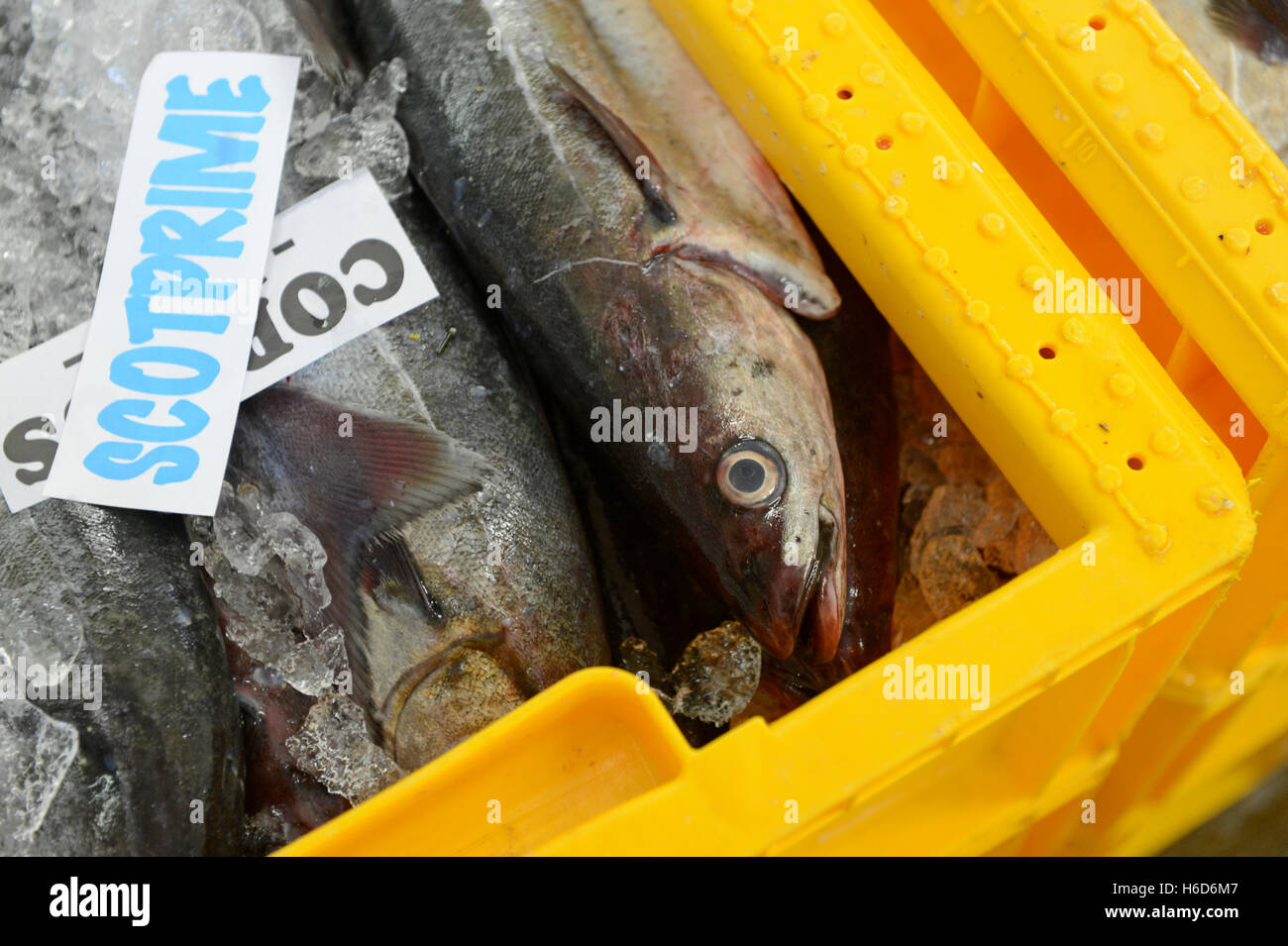 Fish landings and catch at the Lerwick fish market in Shetland Islands ...