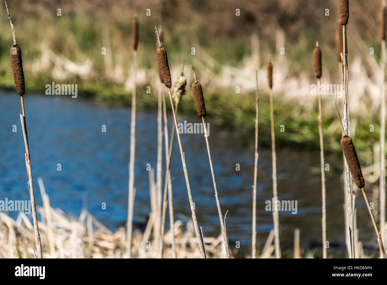 Bulrushes by a lake Stock Photo - Alamy