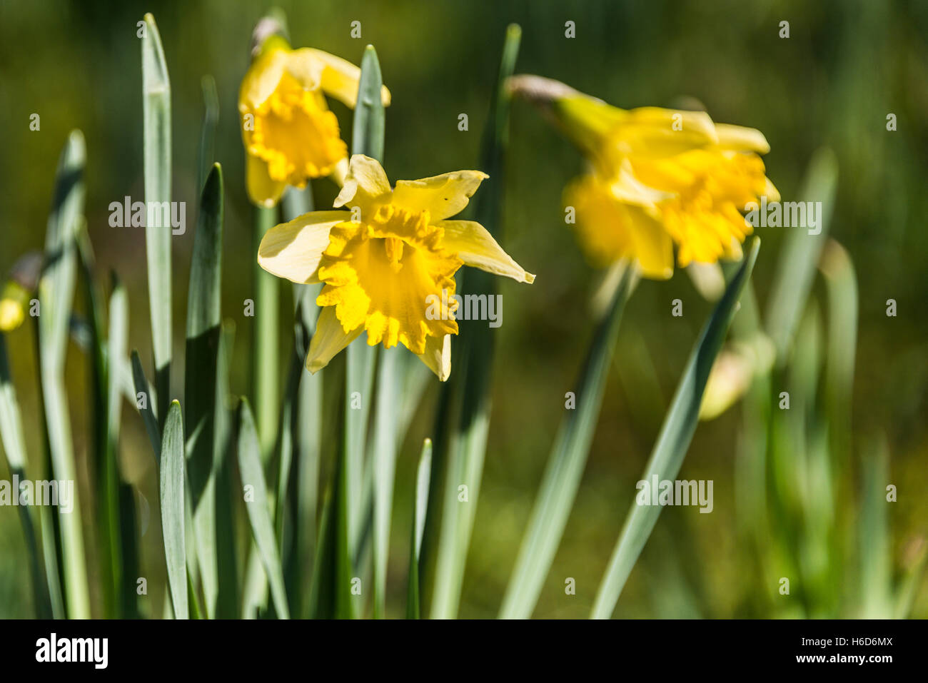 Wild daffodil (Narcissus pseudonarcissus Stock Photo - Alamy