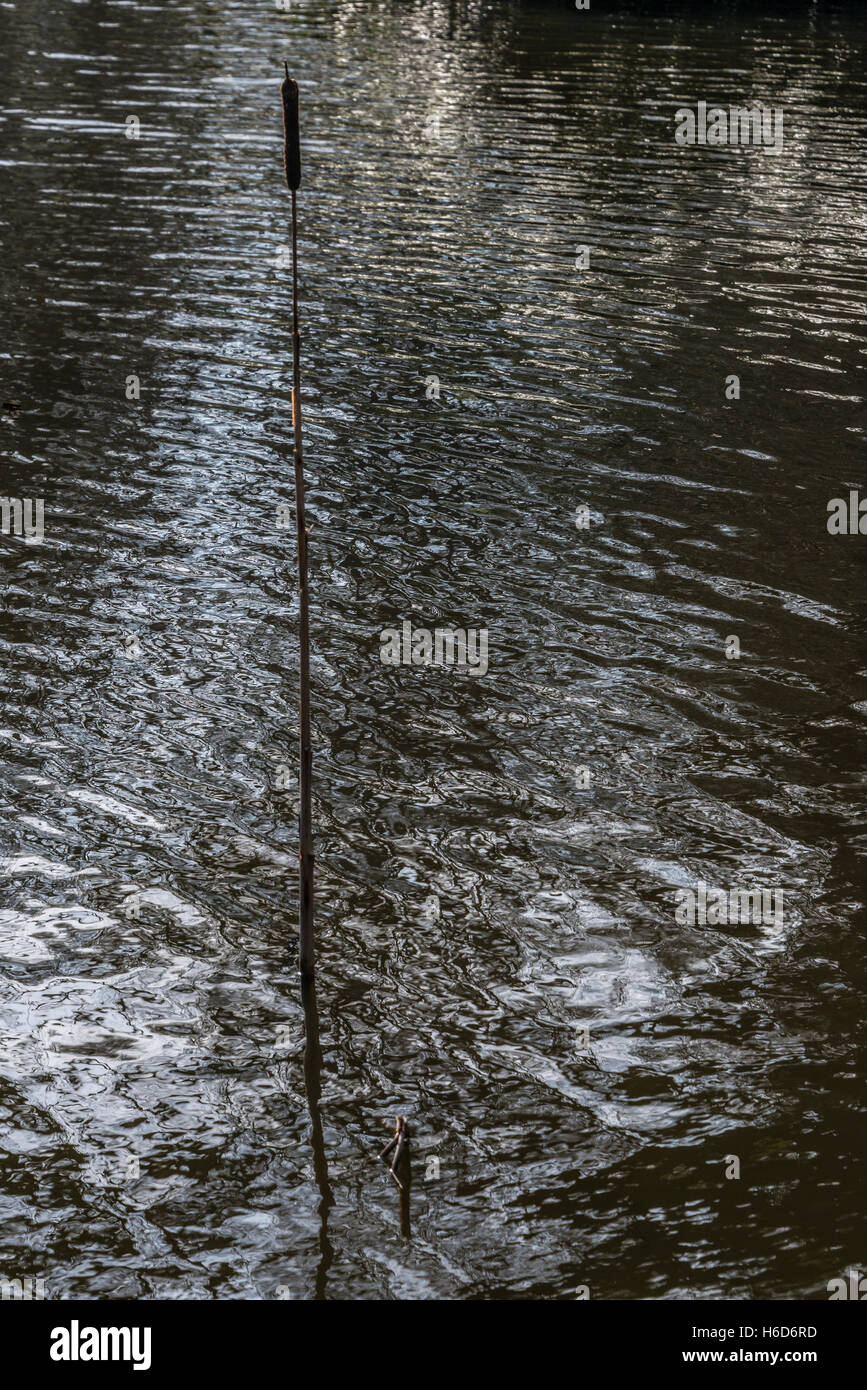 A single bulrush stem (Typha latifolia Stock Photo - Alamy