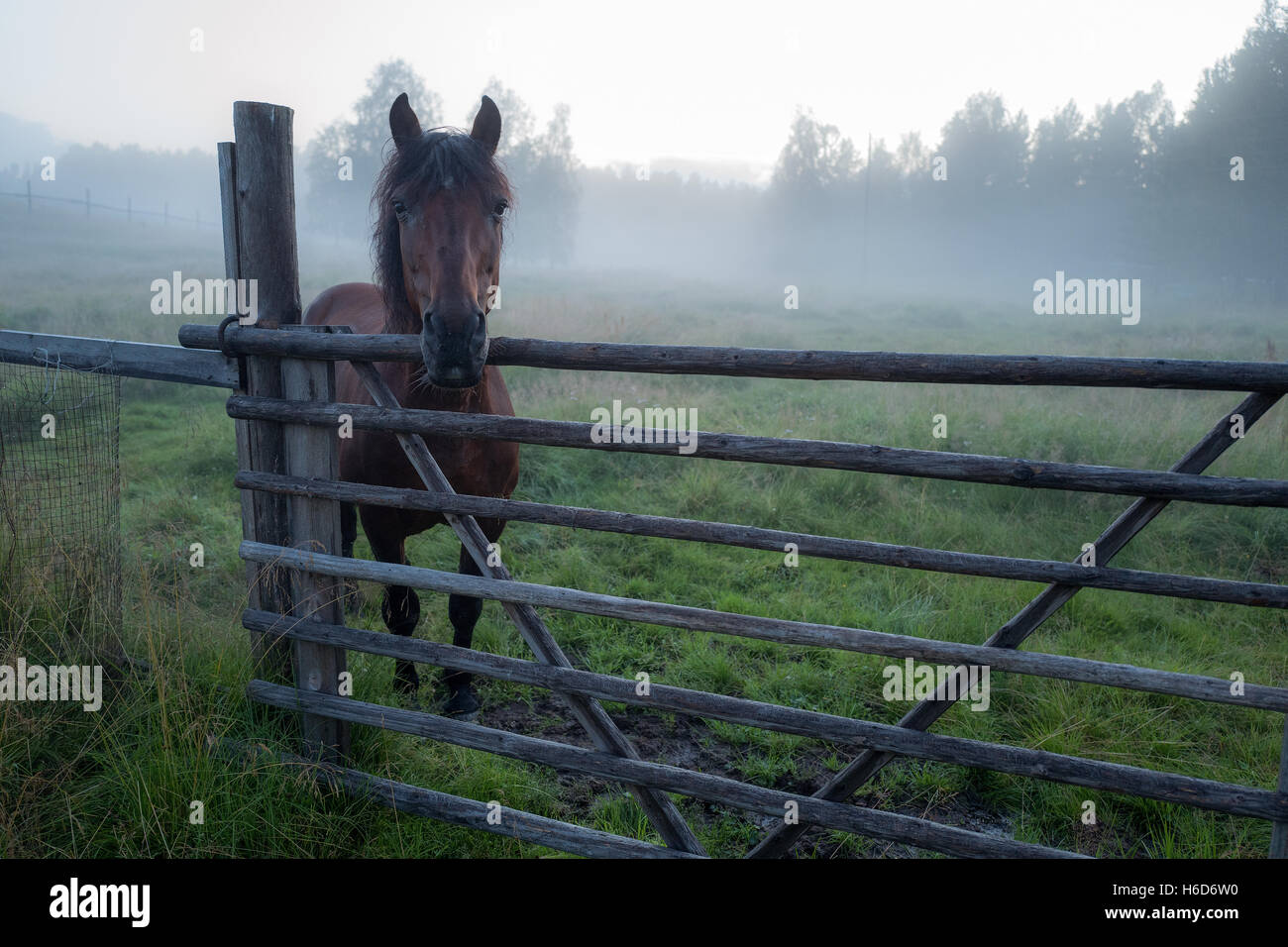 Beautiful horse is standing in foggy paddock Stock Photo - Alamy