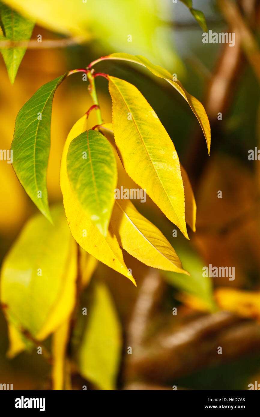 Hojas Leaves High Resolution Stock Photography and Images - Alamy