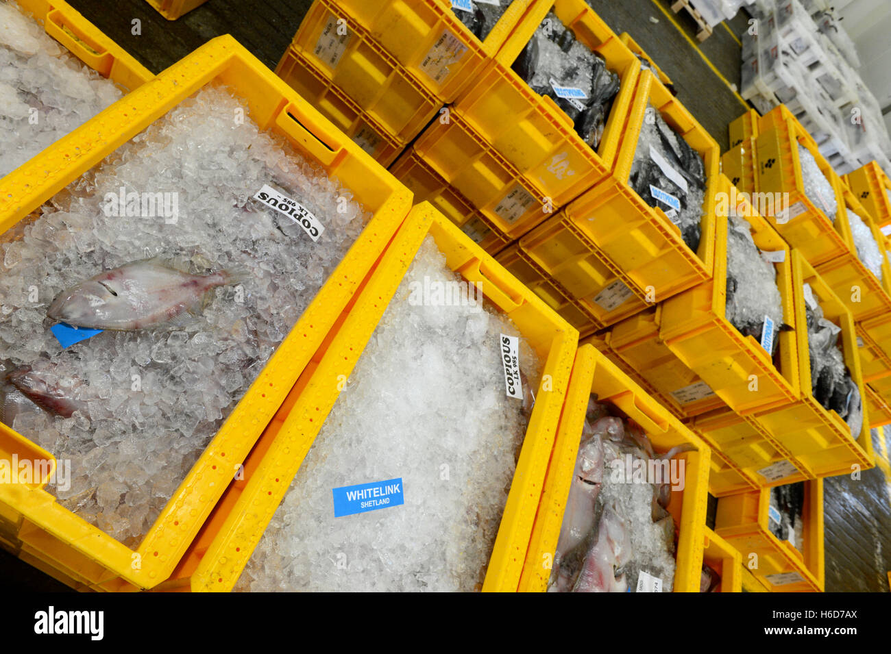 Fish landings and catch at the Lerwick fish market in Shetland Islands ...