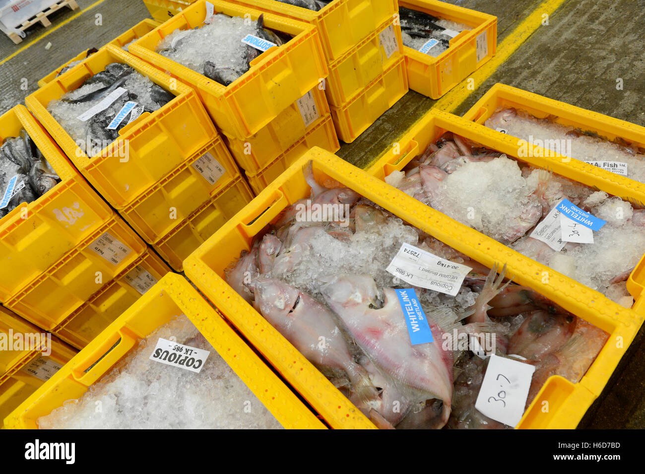 Fish landings and catch at the Lerwick fish market in Shetland Islands ...