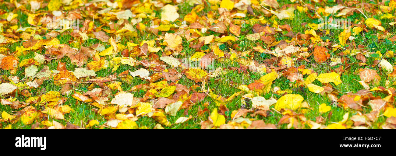 Leaves fallen on grass. Fall. Autumn Stock Photo - Alamy
