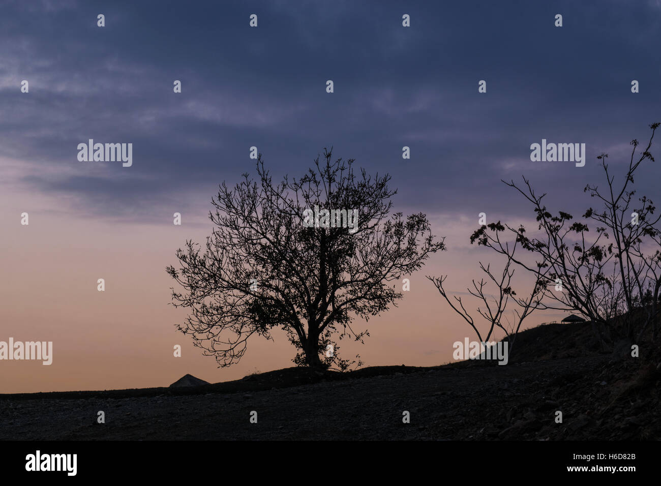 happy tree at twilight Stock Photo - Alamy