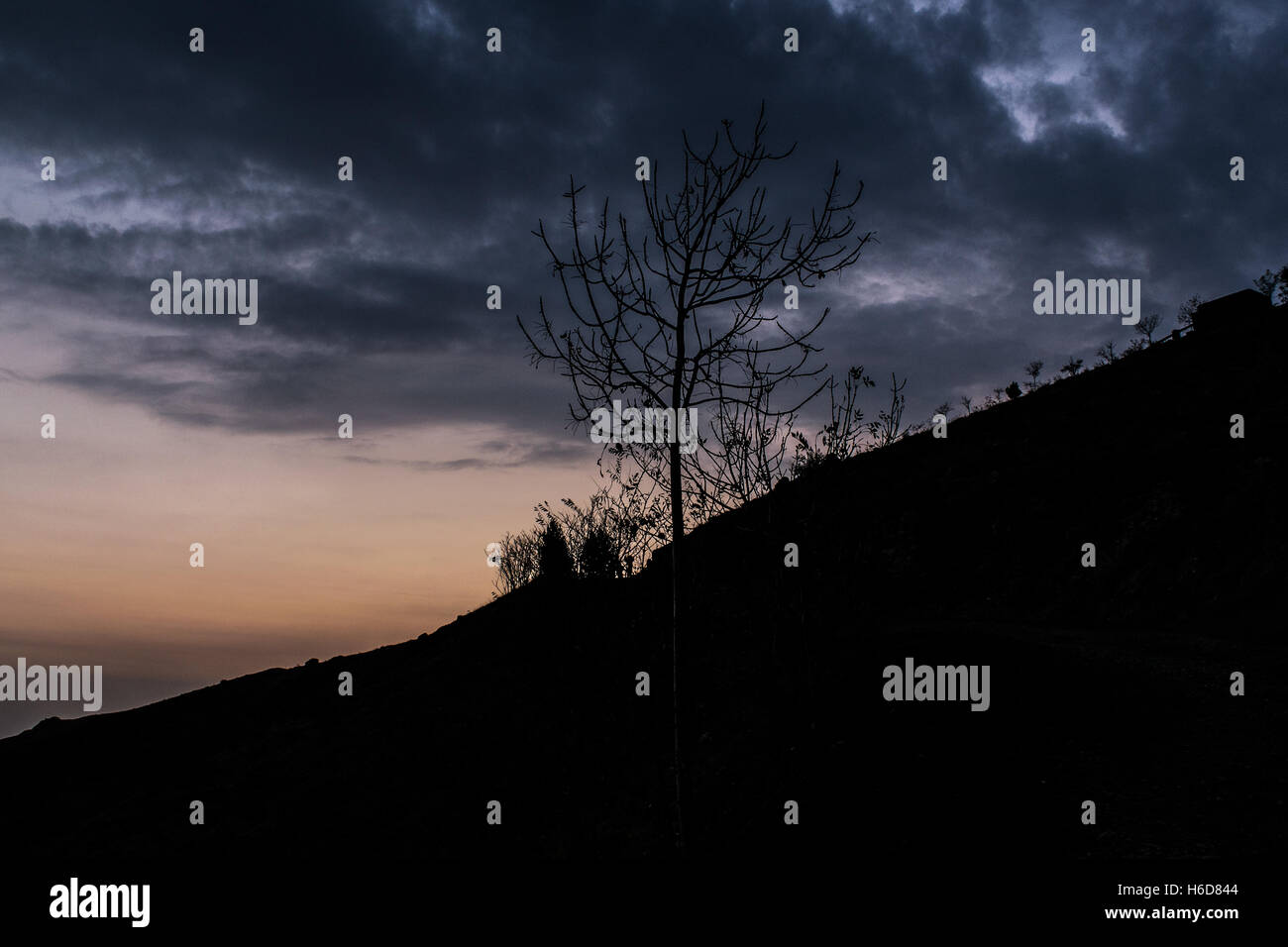 that lovely tree in mountain Stock Photo - Alamy