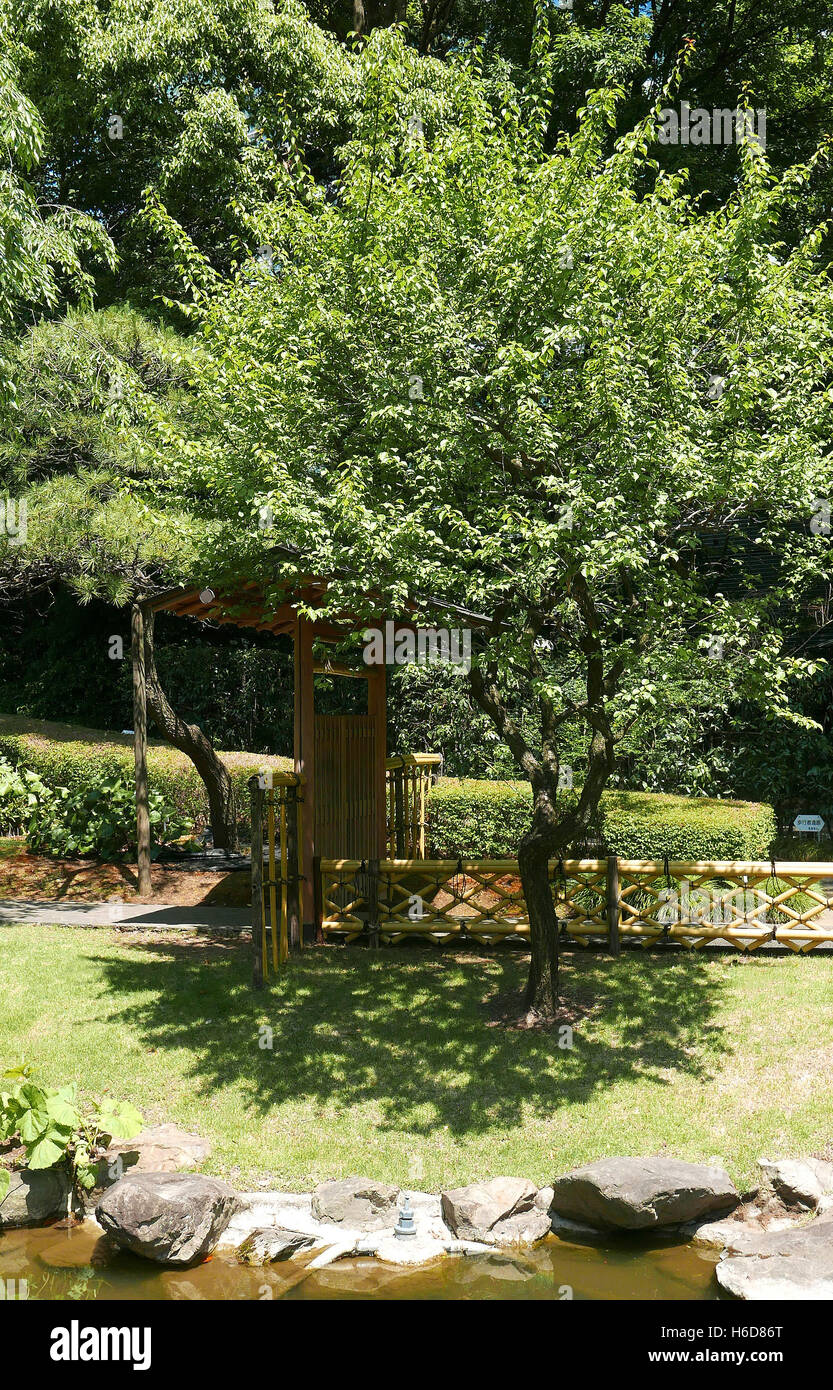Green plant and tree in Japanese zen garden Stock Photo - Alamy