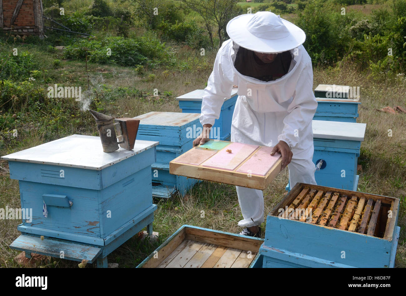 Beekeeper and bees hi-res stock photography and images - Alamy