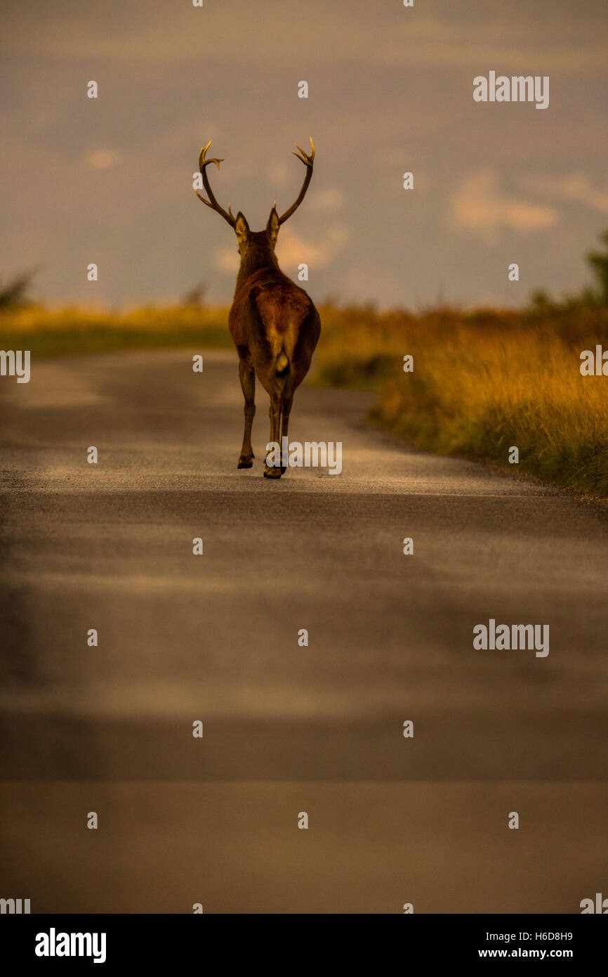 Stag road hi-res stock photography and images - Alamy