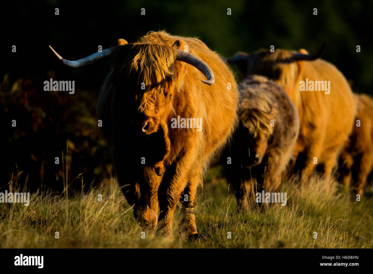 Highland cattle golden hi-res stock photography and images - Alamy