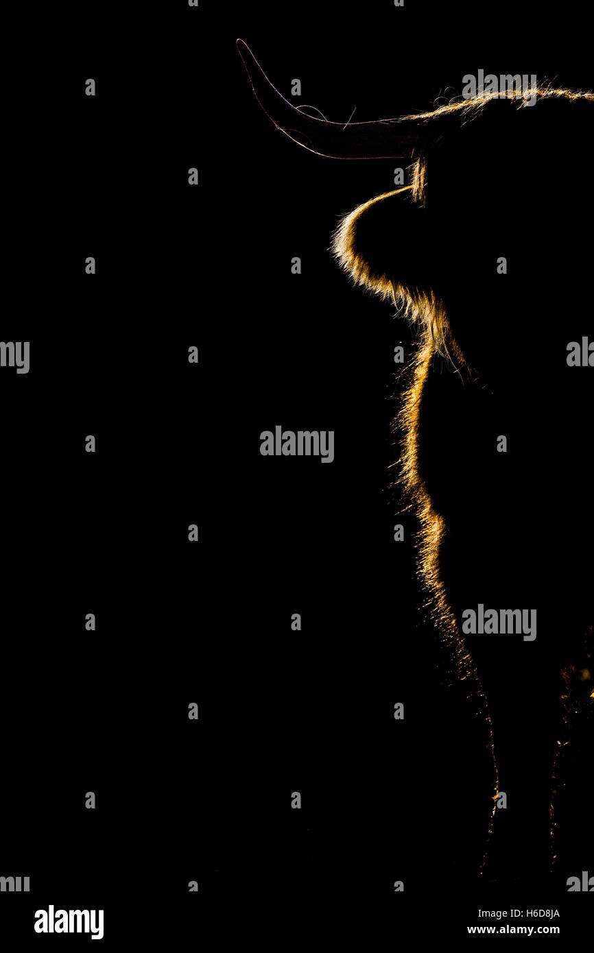 Animal hair backlit silhouette hi-res stock photography and images - Alamy