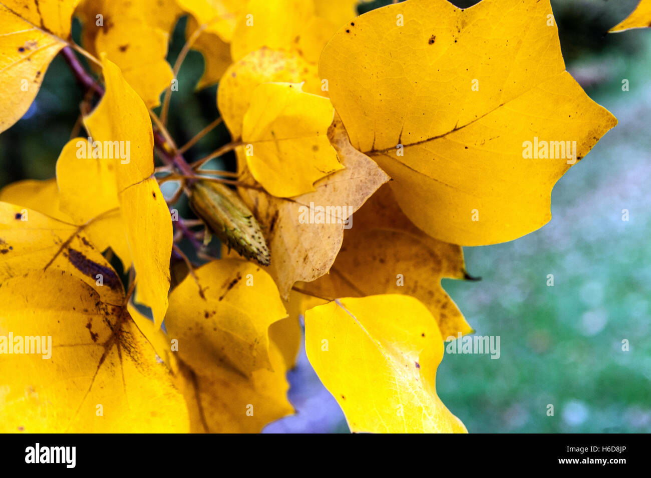 Tulip tree fall liriodendron tulipifera hi-res stock photography and ...