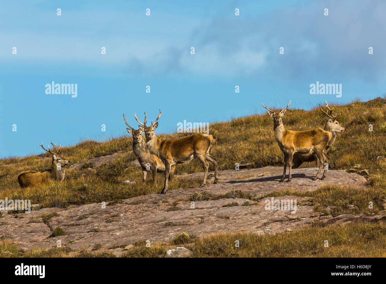 Group stag deer scotland highlands hi-res stock photography and images ...