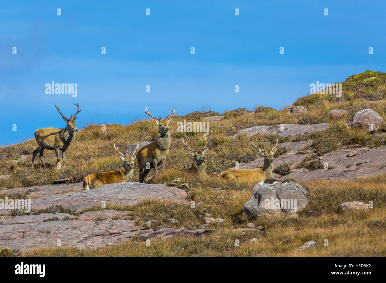 Red Deer stag on moorland in Scotland, UK Stock Photo - Alamy