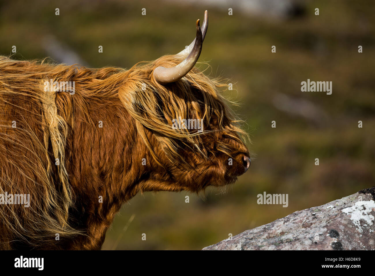 Highland Cow looking out over a rock Stock Photo - Alamy