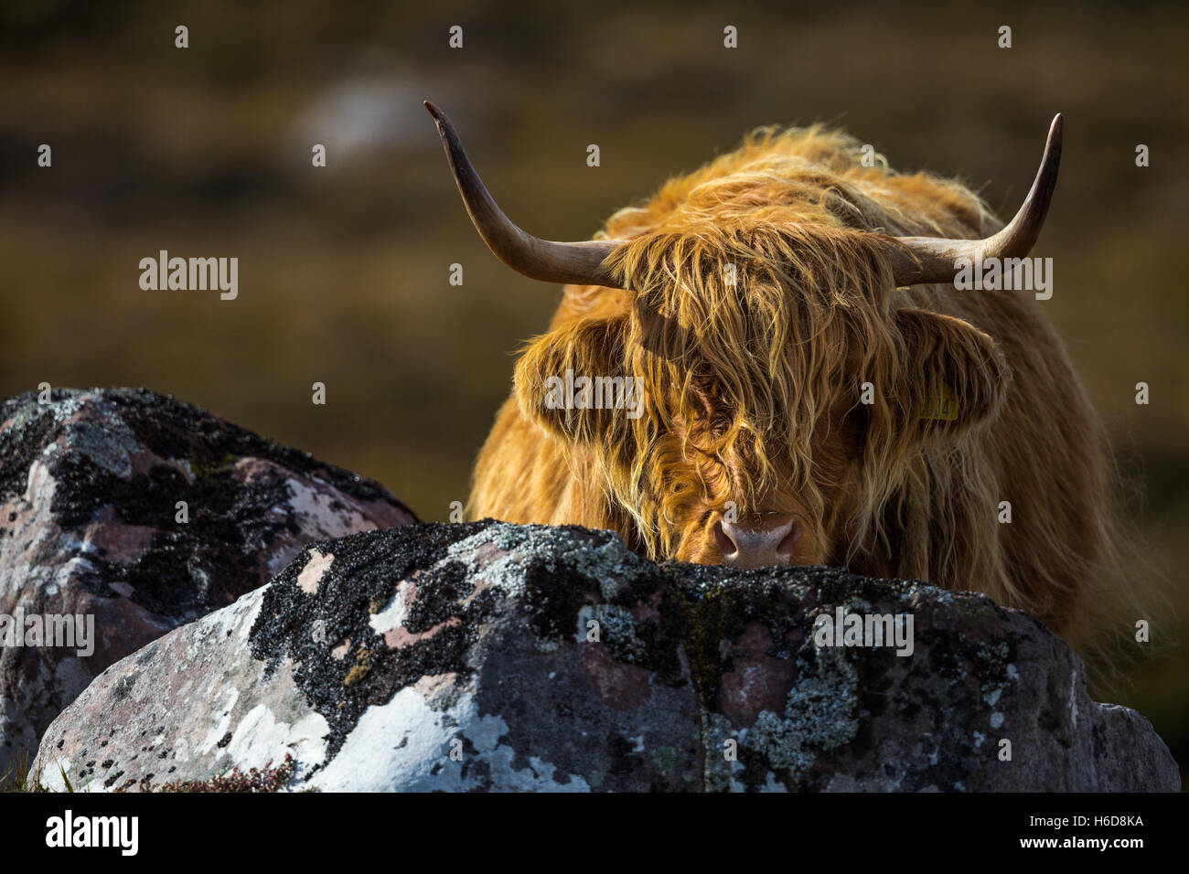 Bull cow from behind hi-res stock photography and images - Alamy