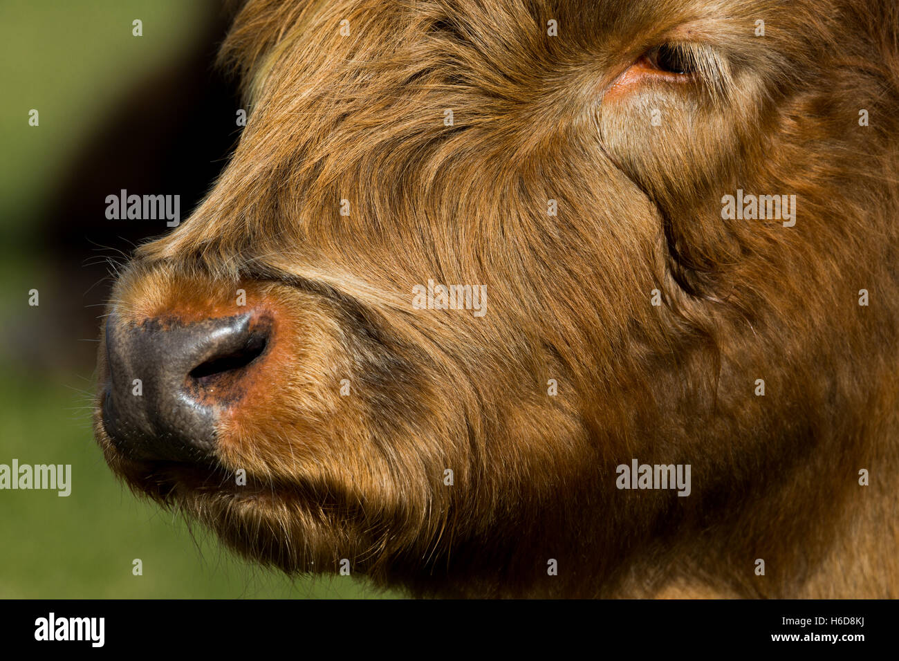 Face of a Highland Cow Stock Photo - Alamy