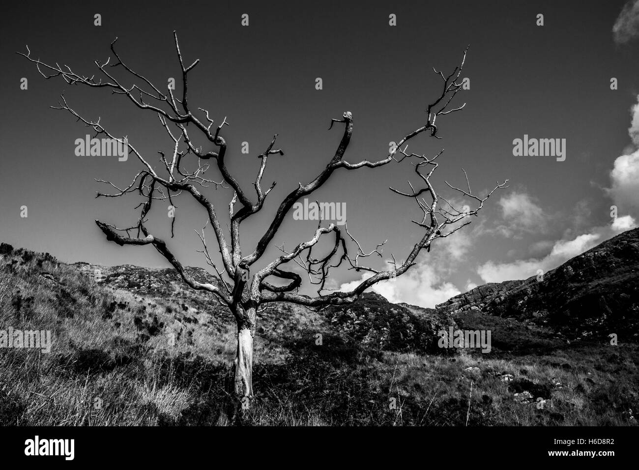 Old dead tree hi-res stock photography and images - Alamy