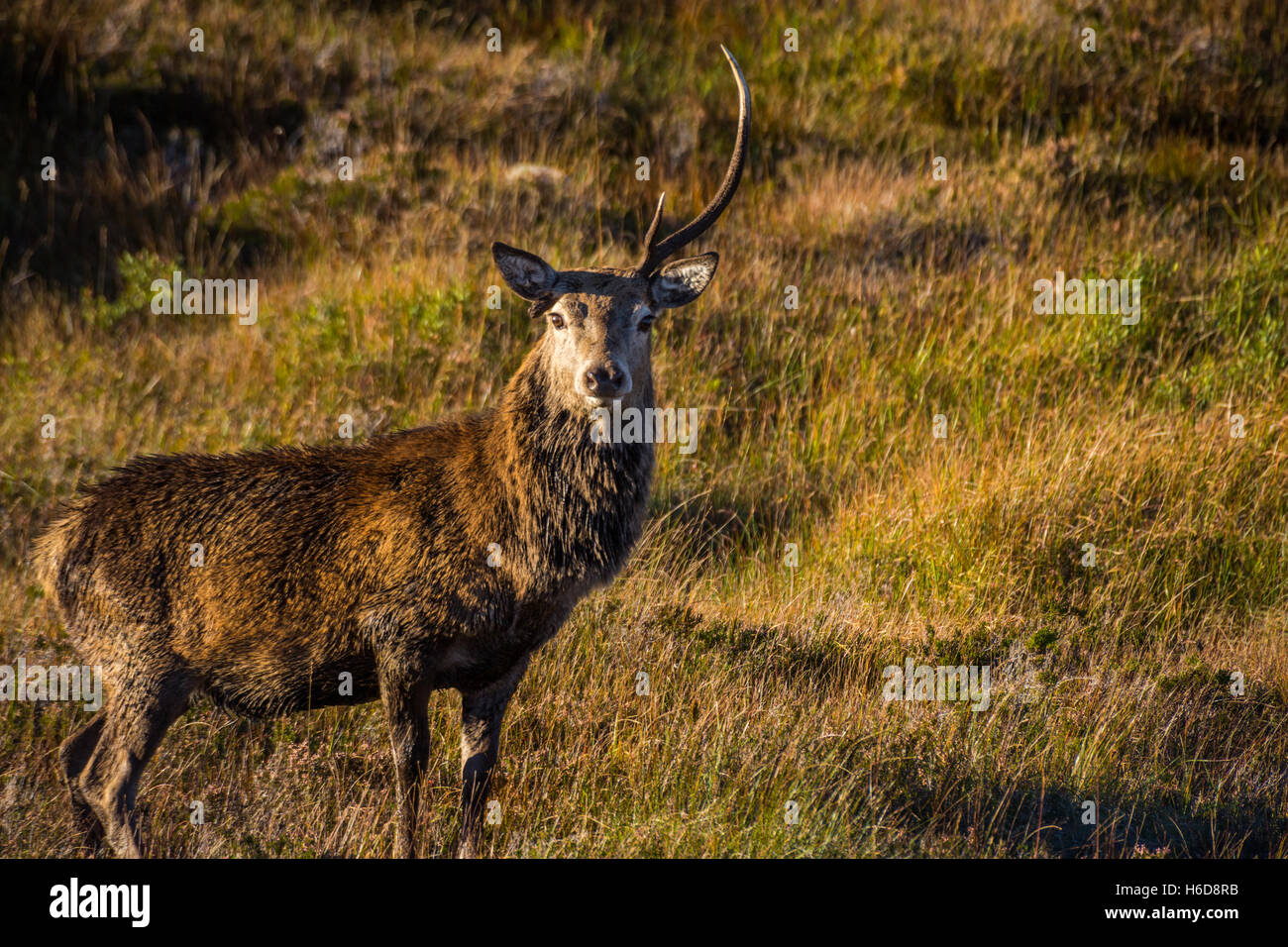 Red Deer Stag with only one antler on heathland Stock Photo - Alamy