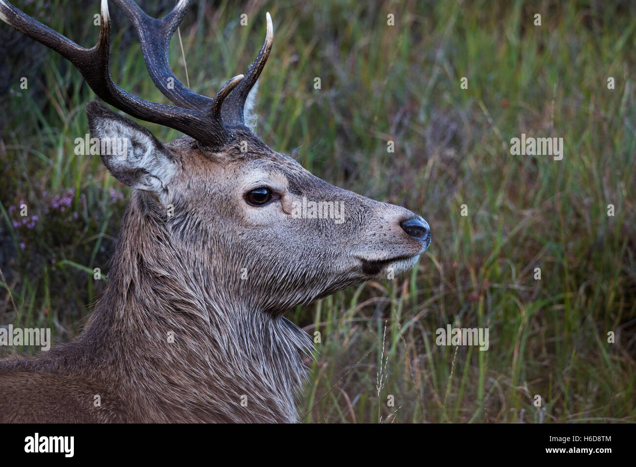 Stag side view hi-res stock photography and images - Alamy