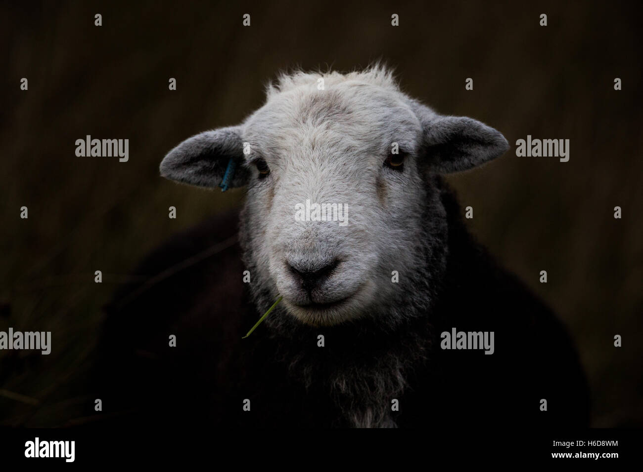 Sheep chewing a stalk of grass Stock Photo - Alamy